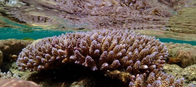 Coral colonies that can withstand the heat do so at no apparent cost ...